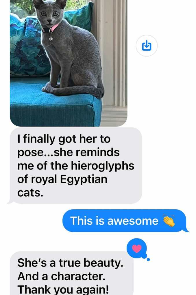 Russian Blue Kitten – Russian Blue Cattery WhimsyPixie (Urarchangelblue)