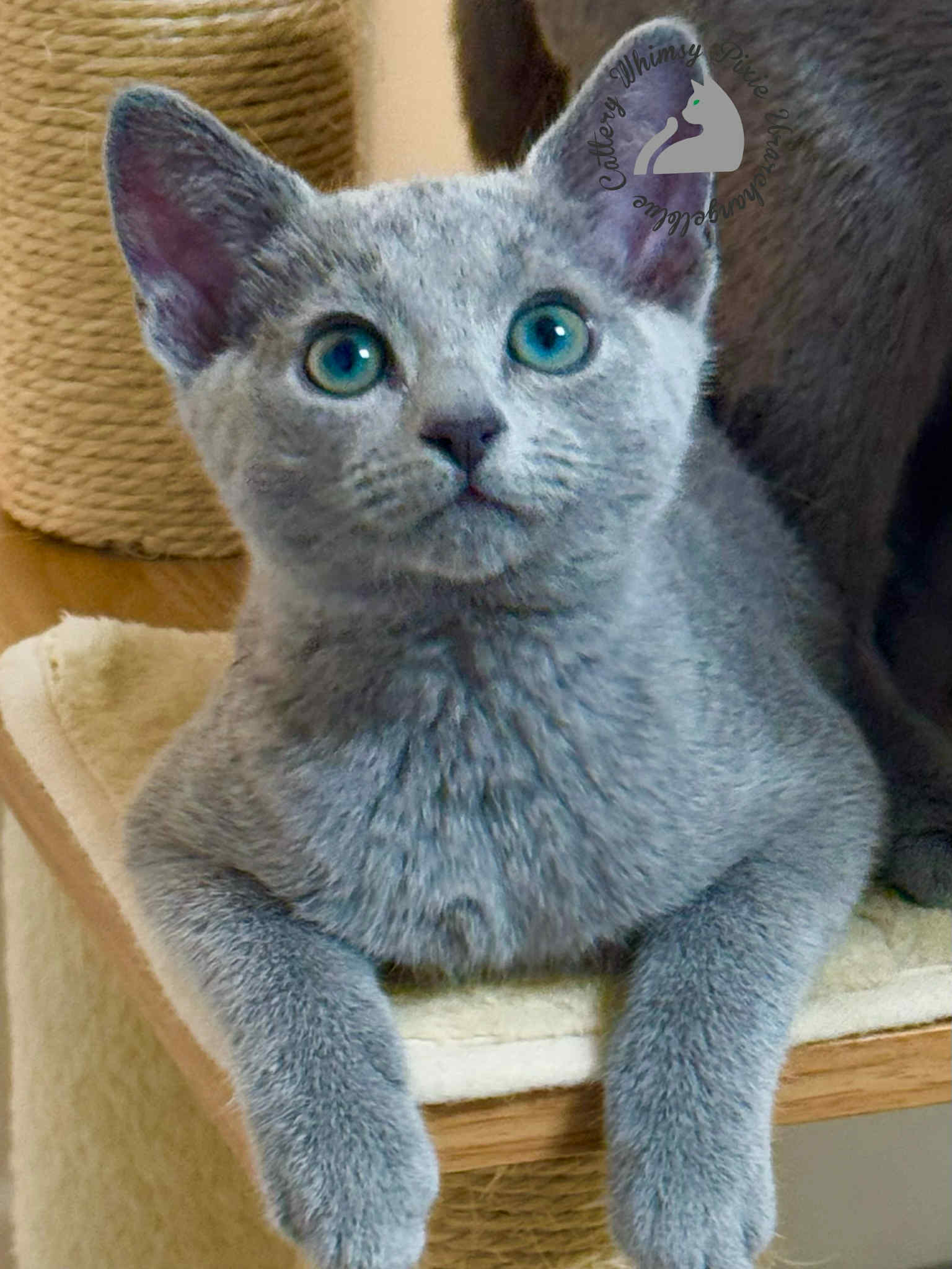 Russian Blue Kitten – Russian Blue Cattery WhimsyPixie (Urarchangelblue)