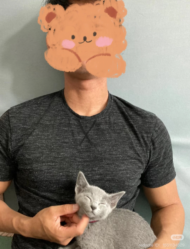 Russian Blue Kitten – Russian Blue Cattery WhimsyPixie (Urarchangelblue)