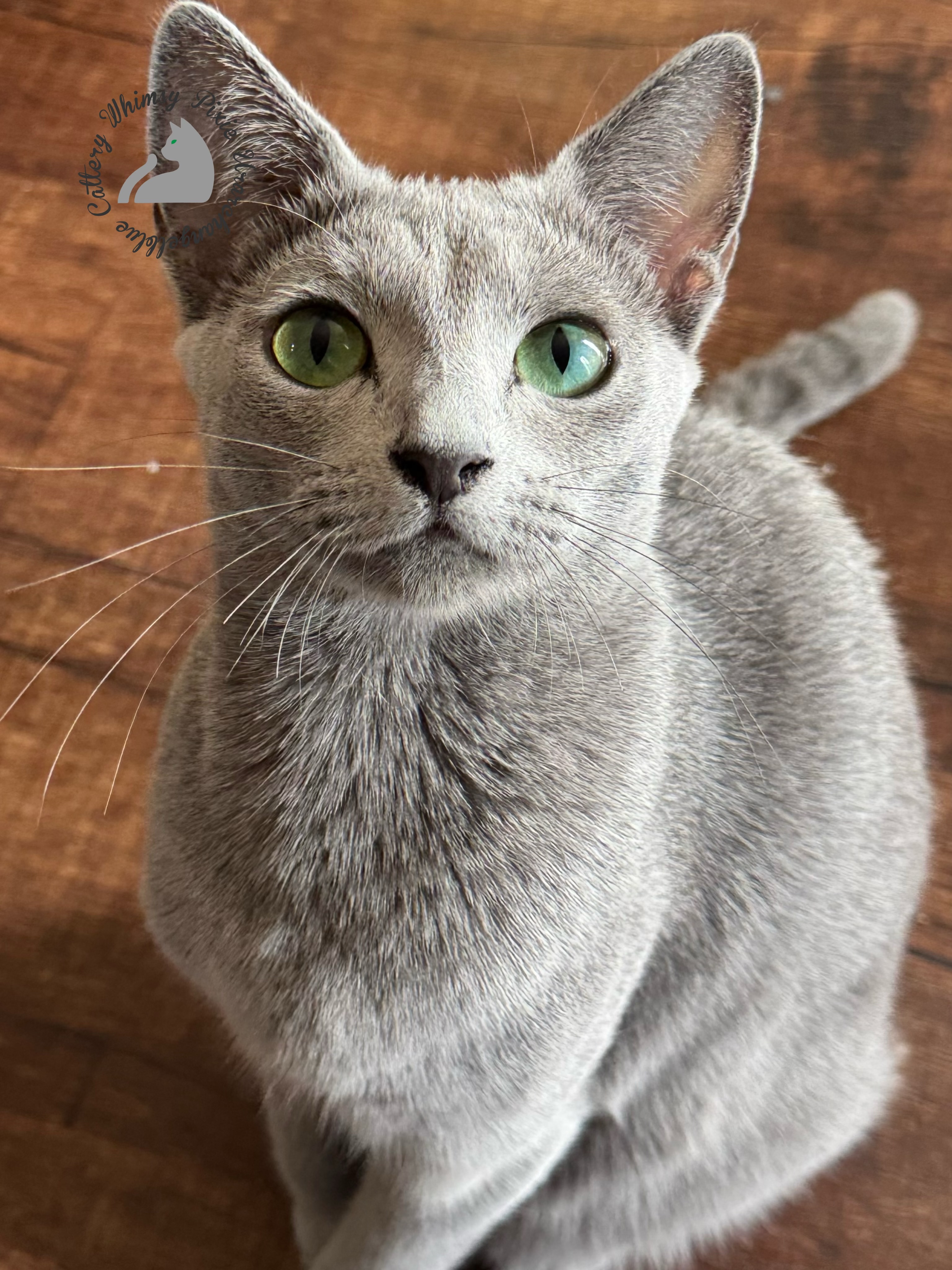 Meet our King and Queens, parents for our kittens. – Russian Blue ...